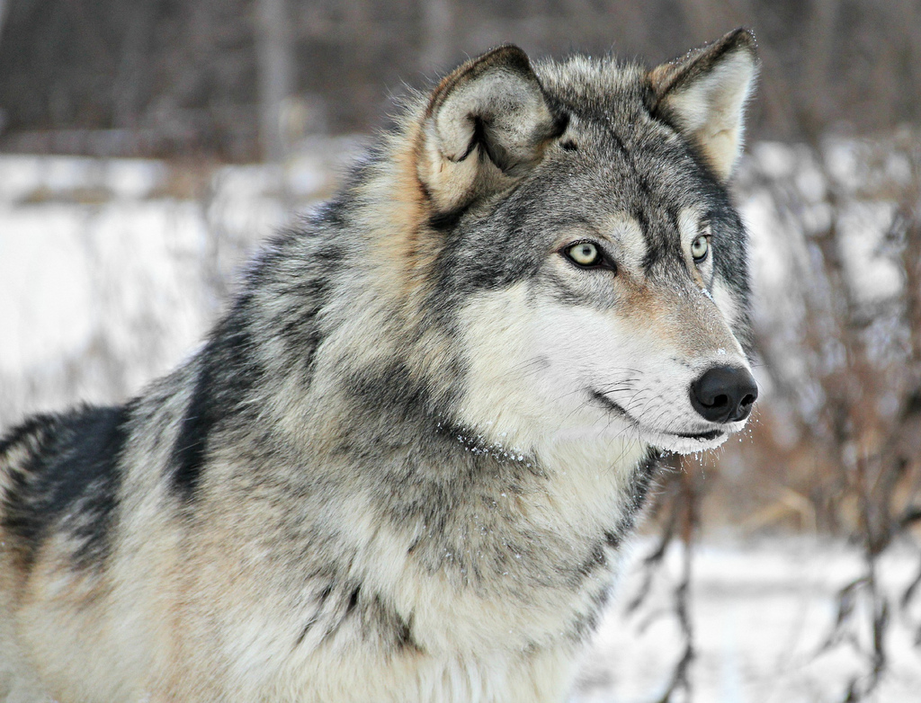 Wolves – Mr Brown's Class